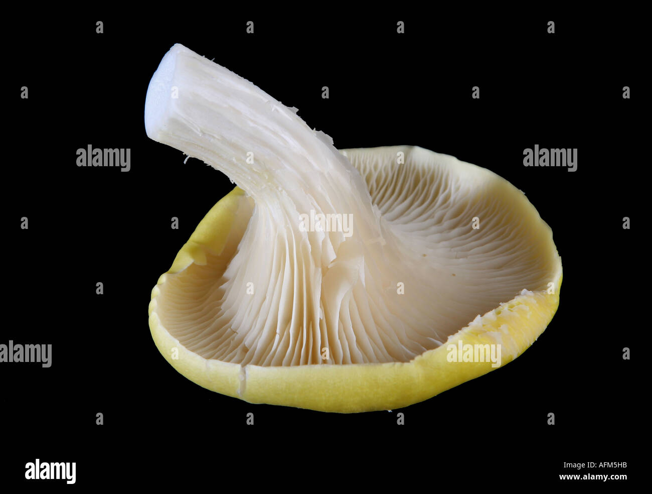 White button mushroom gills hi-res stock photography and images - Alamy