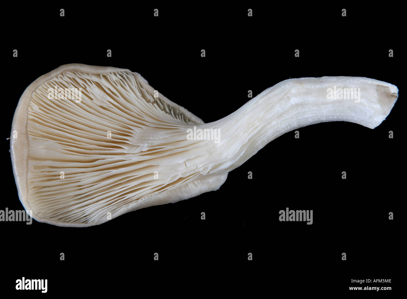 White button mushroom gills hi-res stock photography and images - Alamy