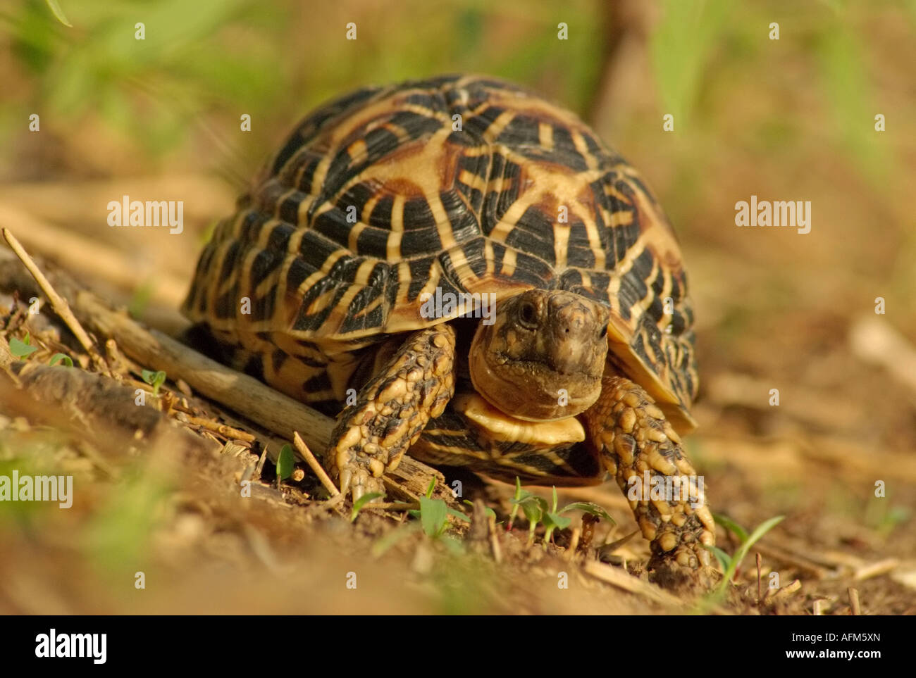 Indian Star Tortoise High Resolution Stock Photography and Images - Alamy