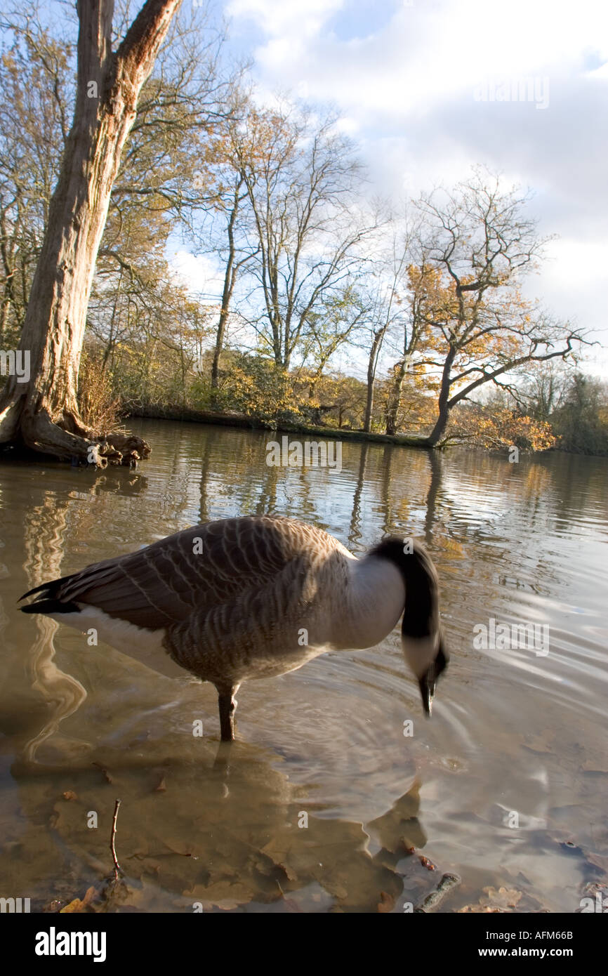Goose in the pond hi-res stock photography and images - Alamy