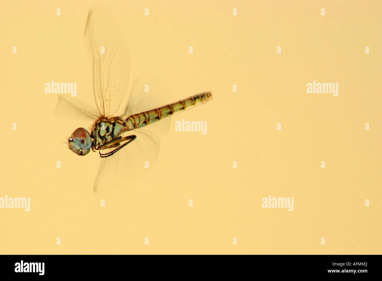 dragonfly in flight at dusk Stock Photo - Alamy