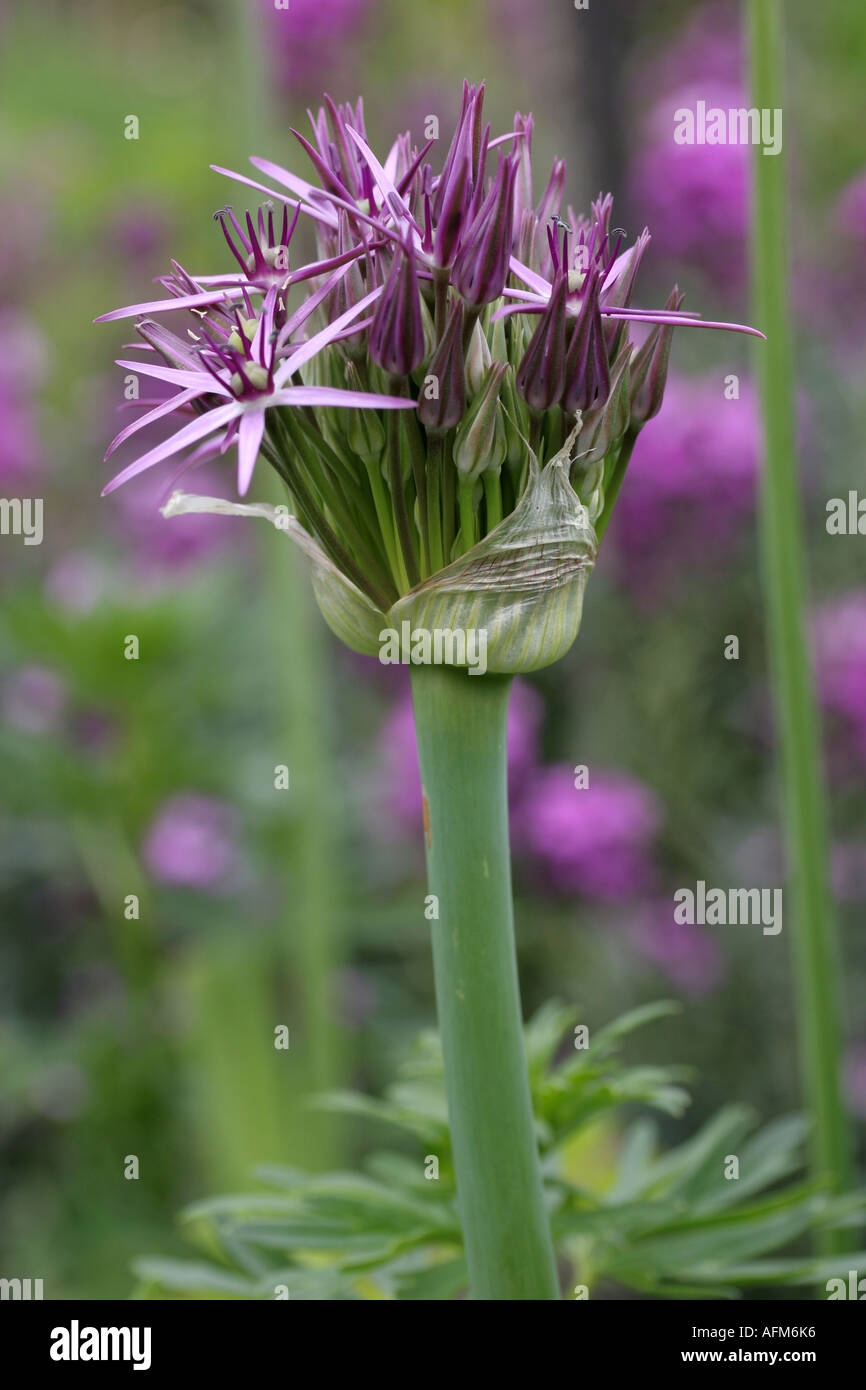 Tall stemmed plants hi-res stock photography and images - Alamy