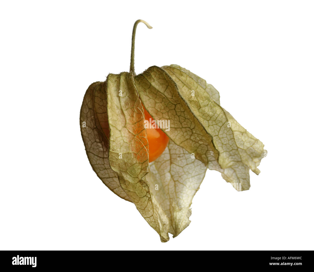 Chinese peruvian Cut Out Stock Images & Pictures - Alamy