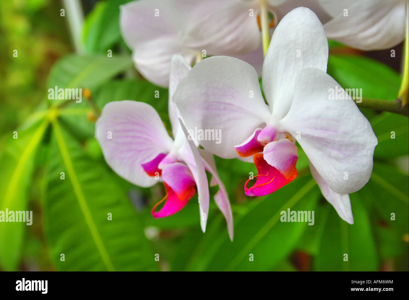 Two elegant orchids hi-res stock photography and images - Alamy