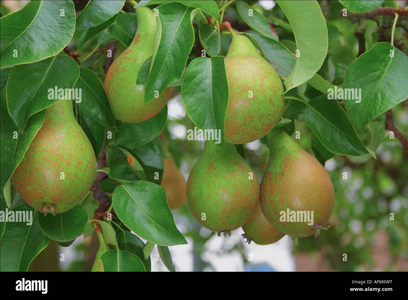 Home grown pears in tree Stock Photo - Alamy