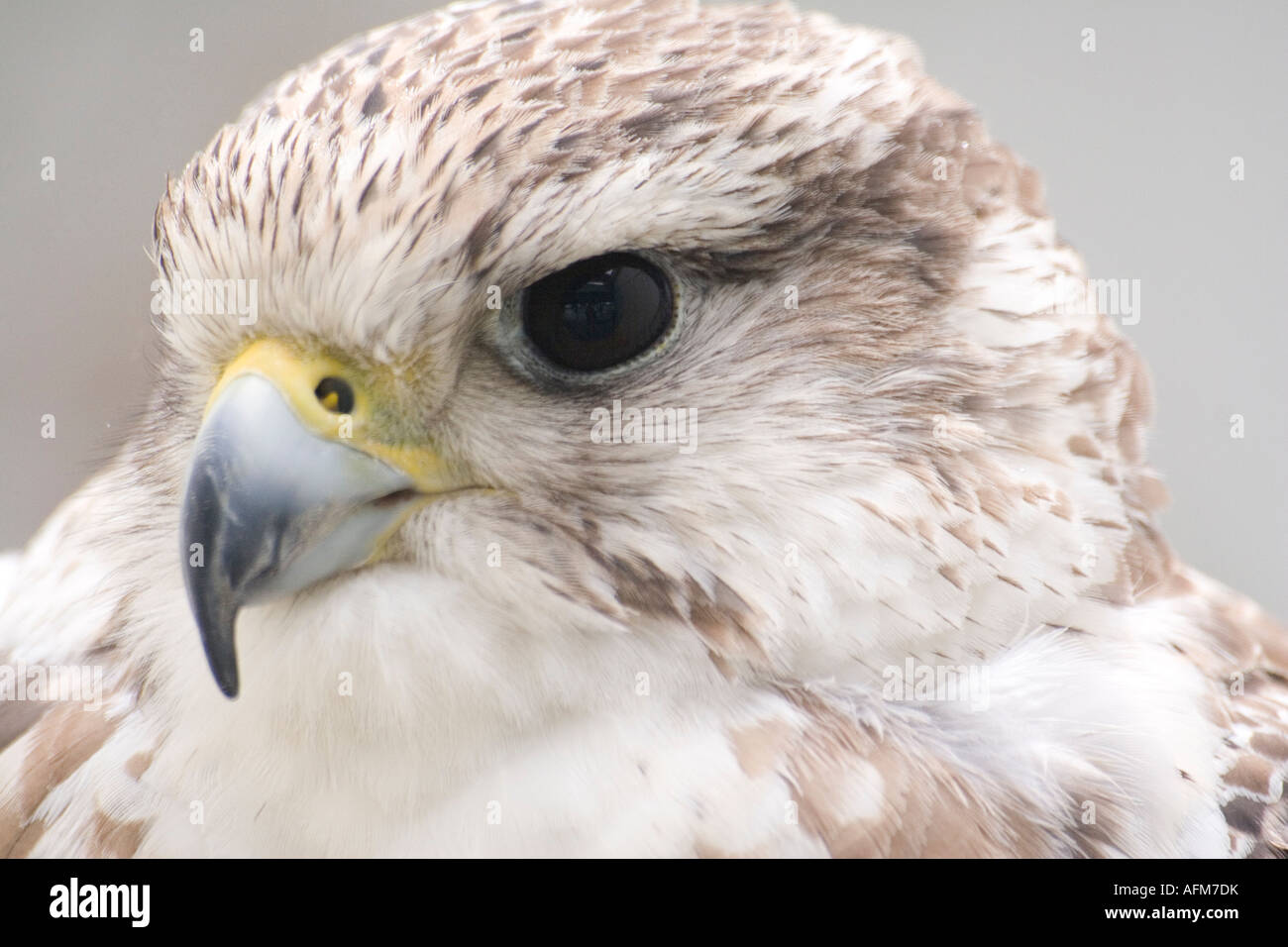 Close up portrait of a Common Buzzard bird of prey Stock Photo - Alamy