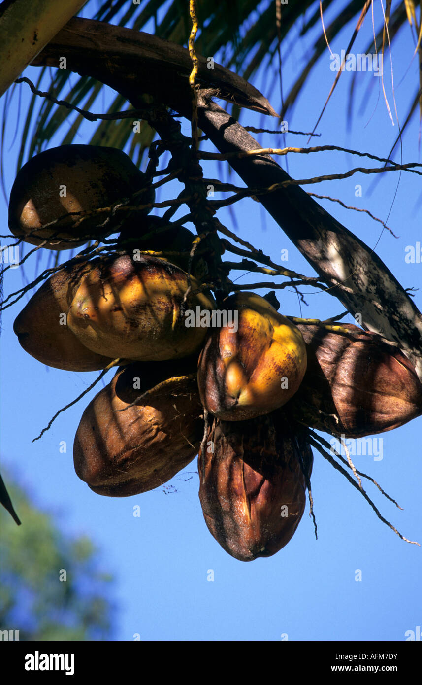 Maturing coconut hi-res stock photography and images - Alamy