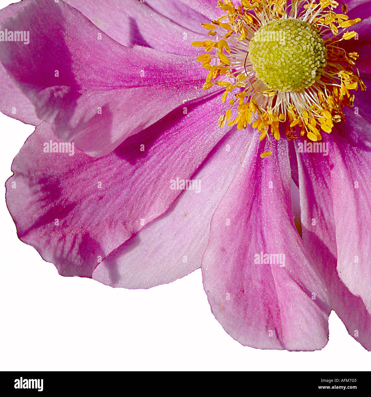 ANEMONE HUPEHENSIS VARIETY JAPONICA PAMINE Stock Photo - Alamy