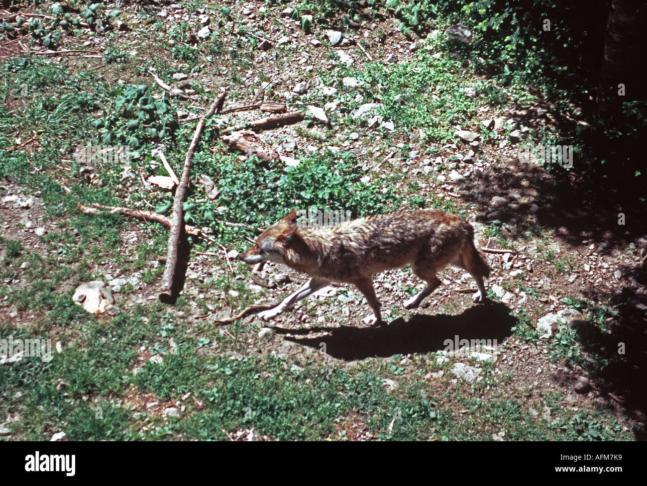 Wolf at the Alpha Wolf Centre at Le Borian in the Mercantour Stock ...