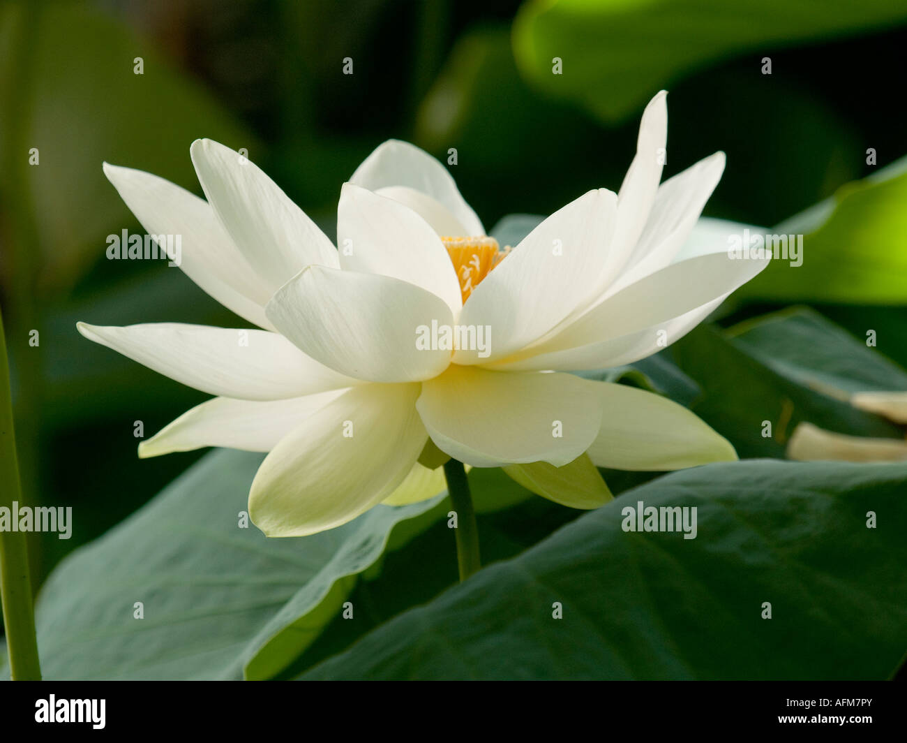 Opaque sacred white lotus flower Nelumbo nucifera Nelumbonaceae Stock ...