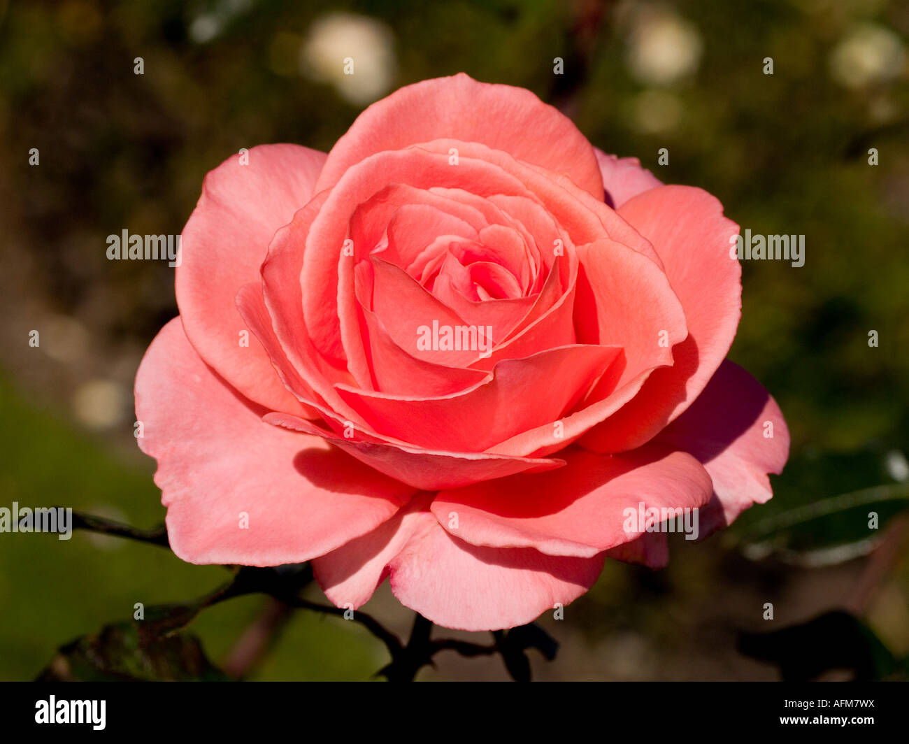 Pink and apricot toned rose bloom Rosa Paddy Stephens Stock Photo - Alamy