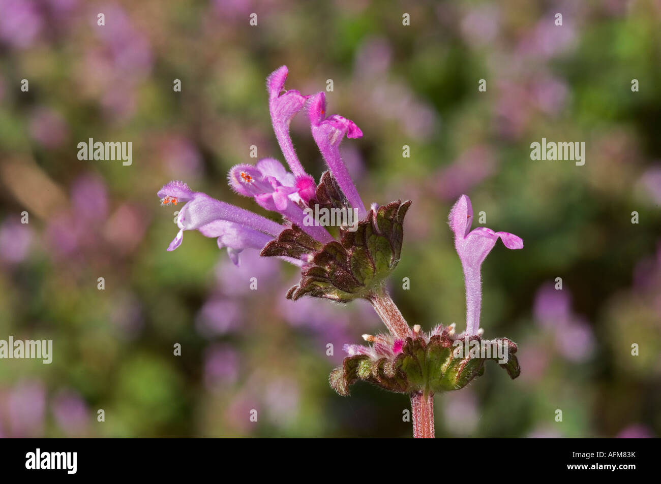 Henbit Lamium purpureum Stock Photo - Alamy