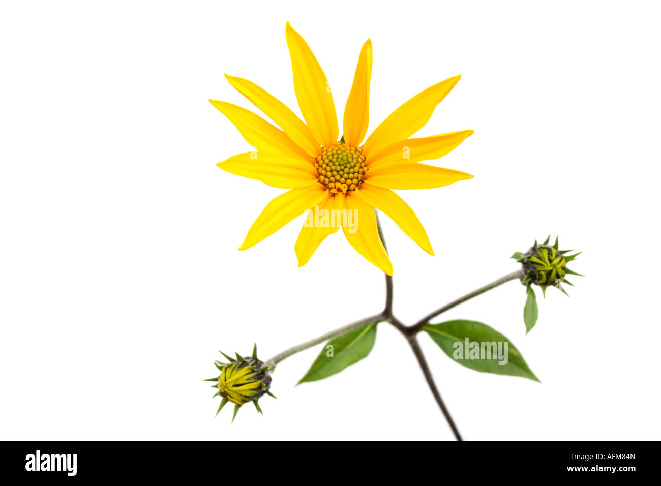 Tupinambo hi-res stock photography and images - Alamy