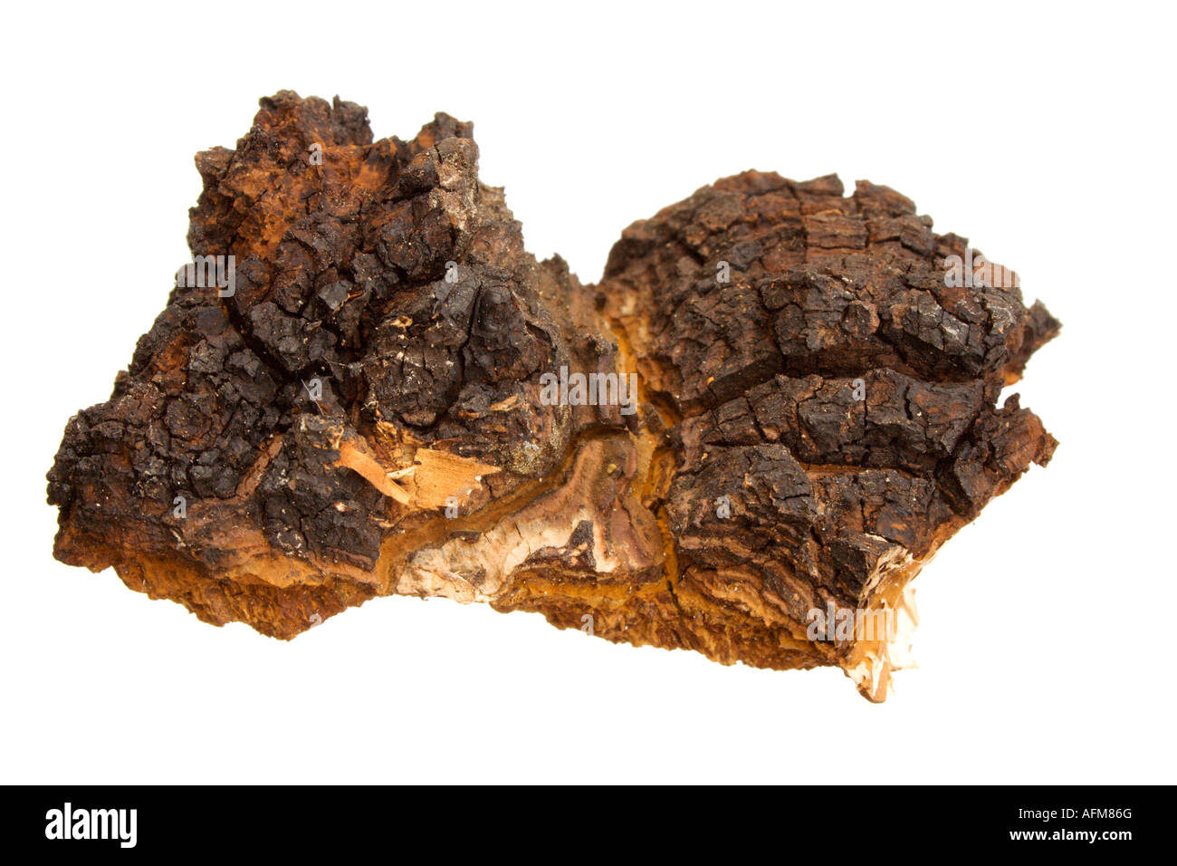 Birch tree fungus on Cut Out Stock Images & Pictures - Alamy