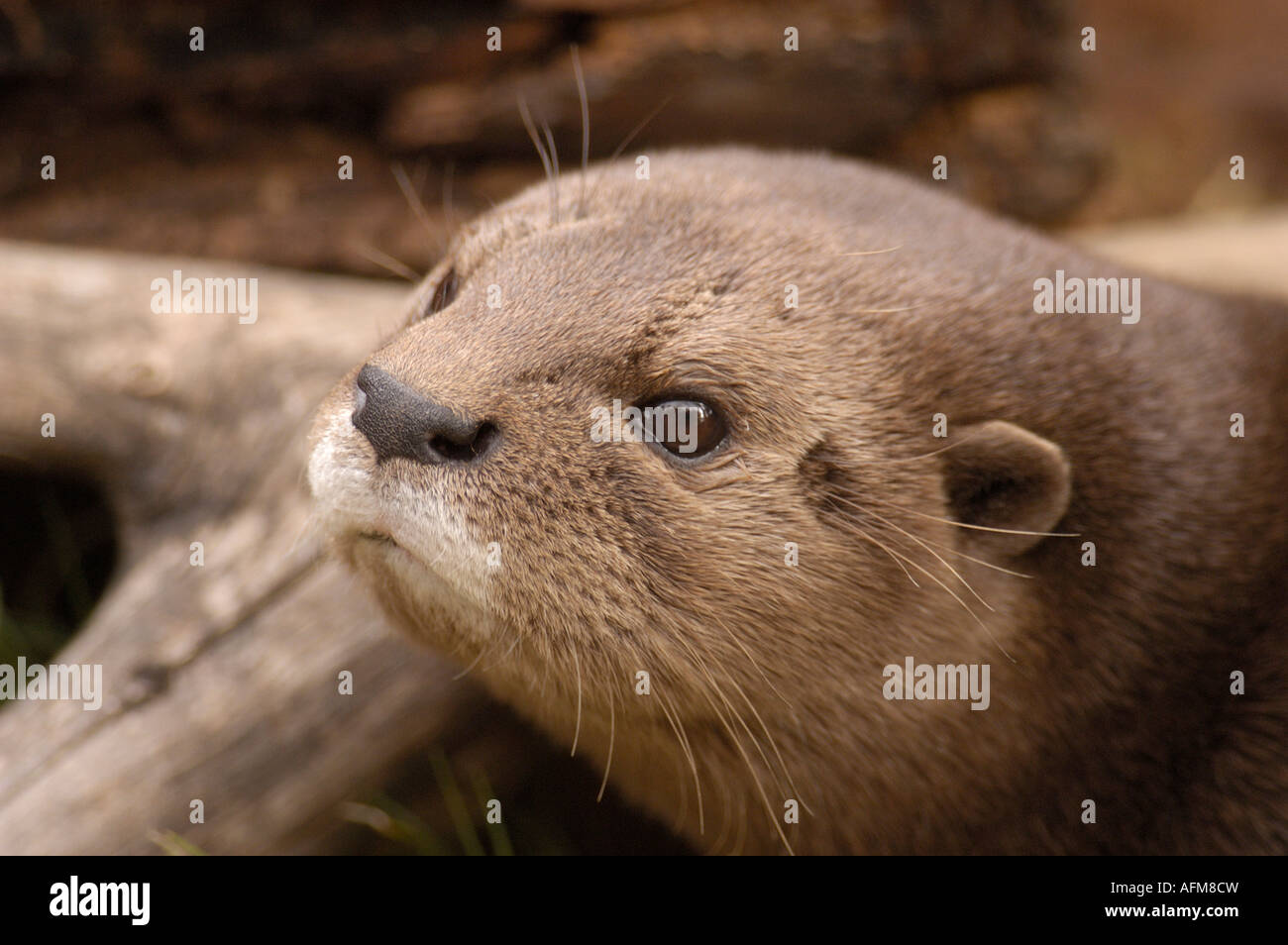 Spotted necked otter Lutra maculicollis Stock Photo - Alamy