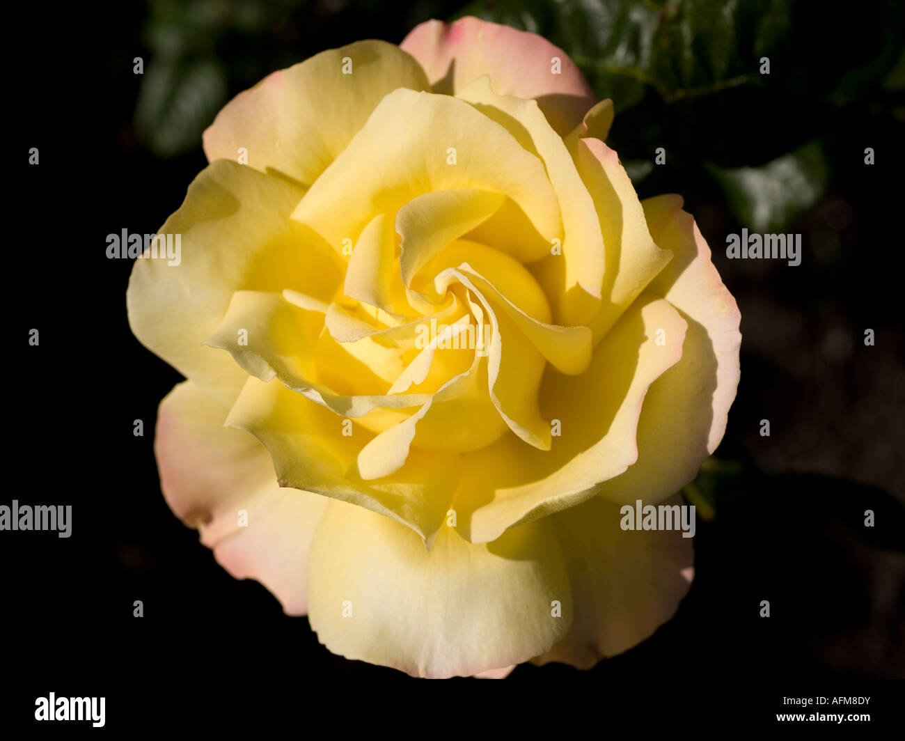 Yellow rose bloom suffused with pink at edges Rosa Peace Stock Photo ...