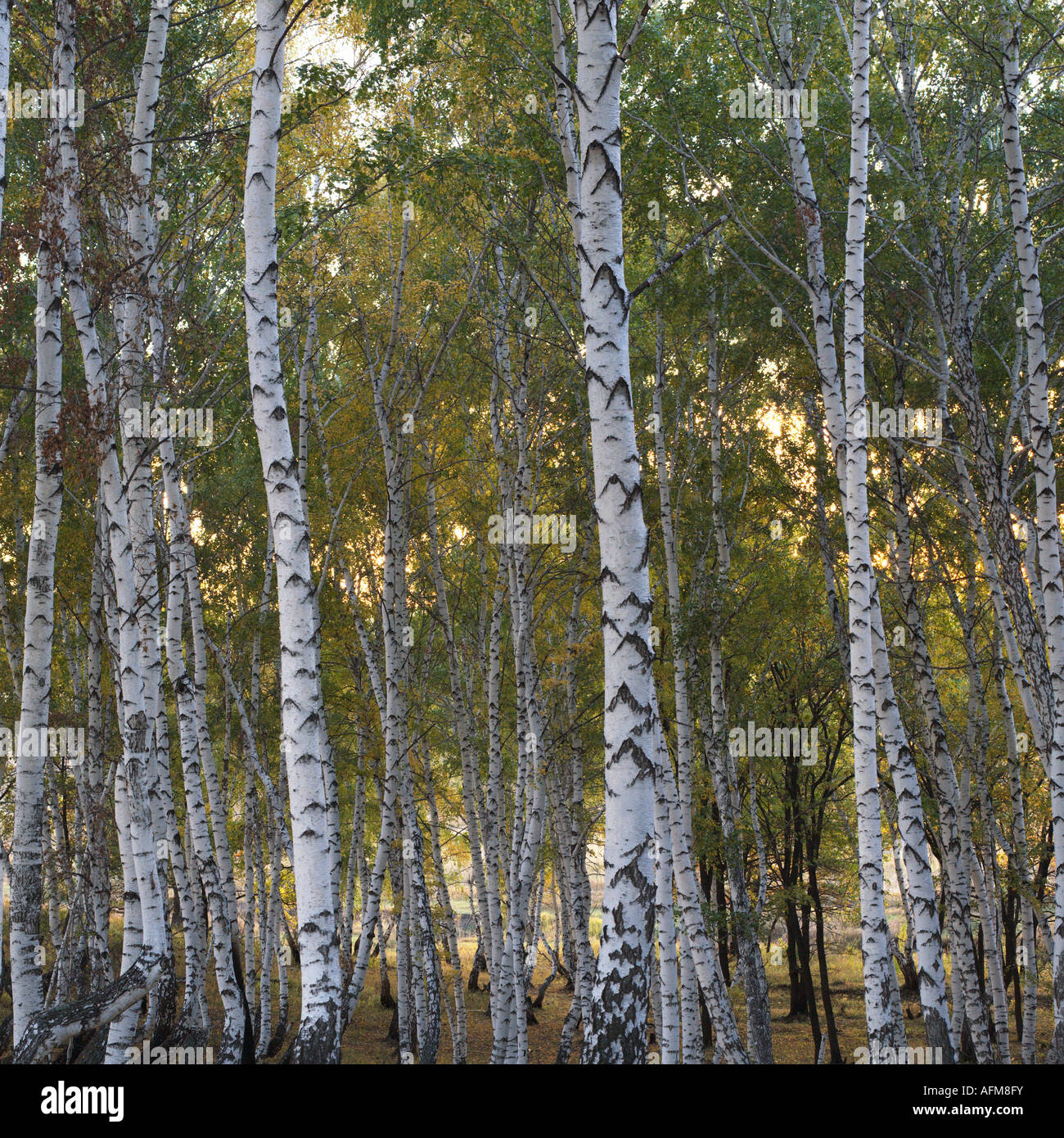 Thin bodies hi-res stock photography and images - Alamy