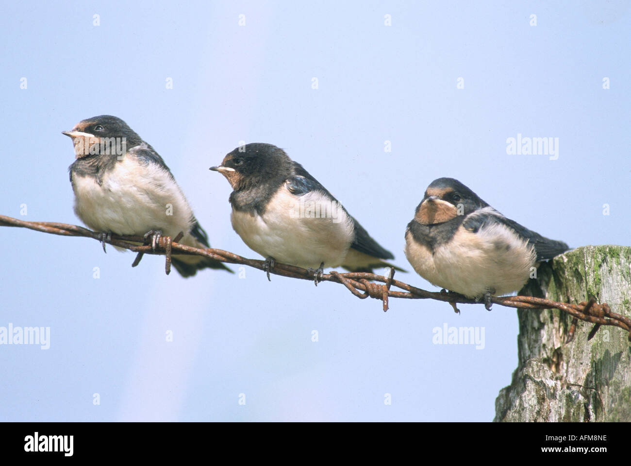 zoology, avian / bird, Hirundinidae, Barn Swallow (Hirundo rustica ...