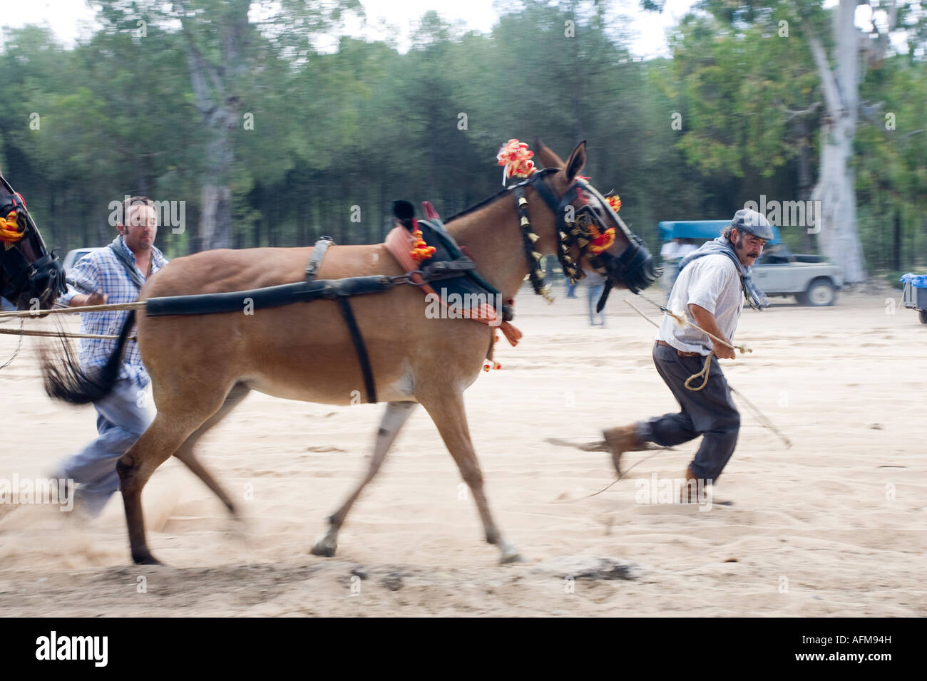 Men driving mules, El Rocio pilgrimage Stock Photo - Alamy