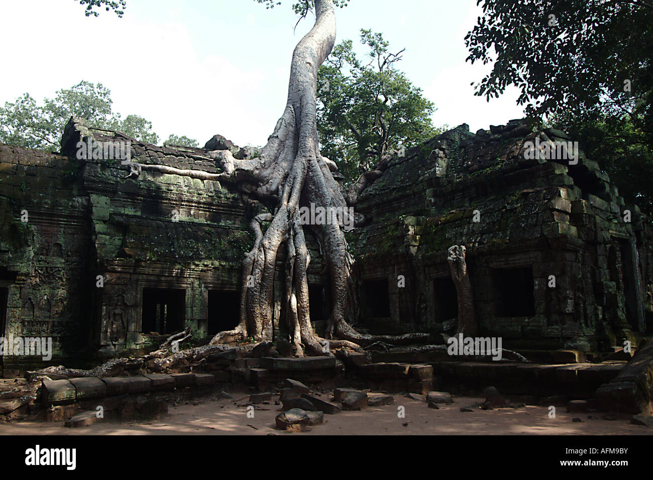 Tree in Ankor Wat growing through building Stock Photo - Alamy