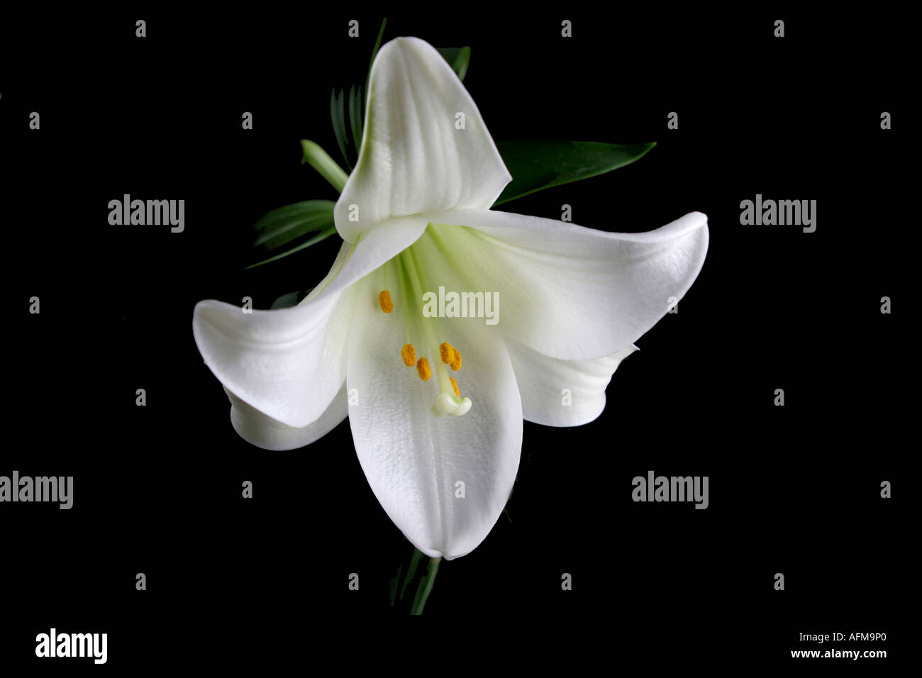 Long stem longiflorum lilies hi-res stock photography and images - Alamy