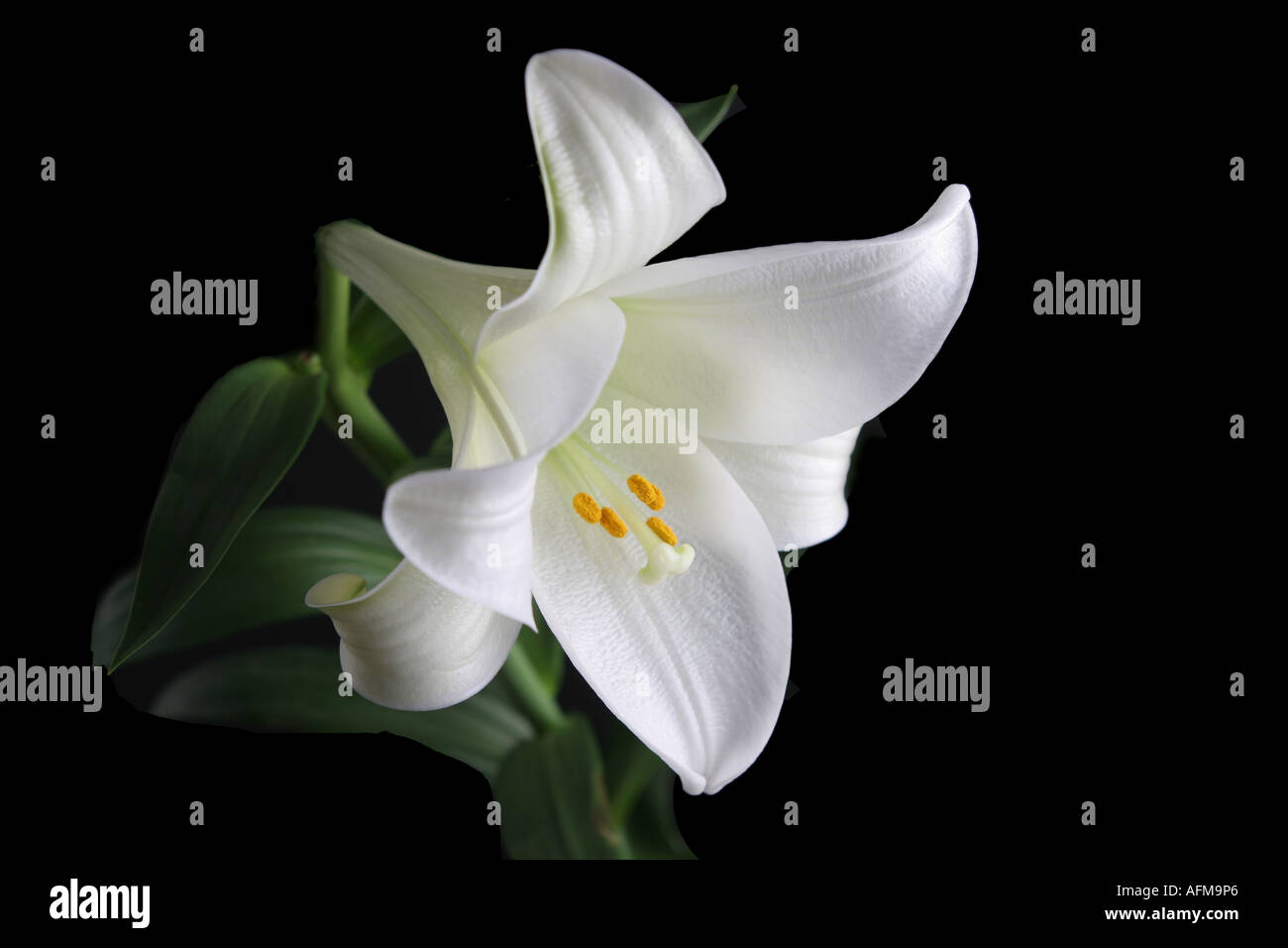 Long stemmed white lilies hi-res stock photography and images - Alamy