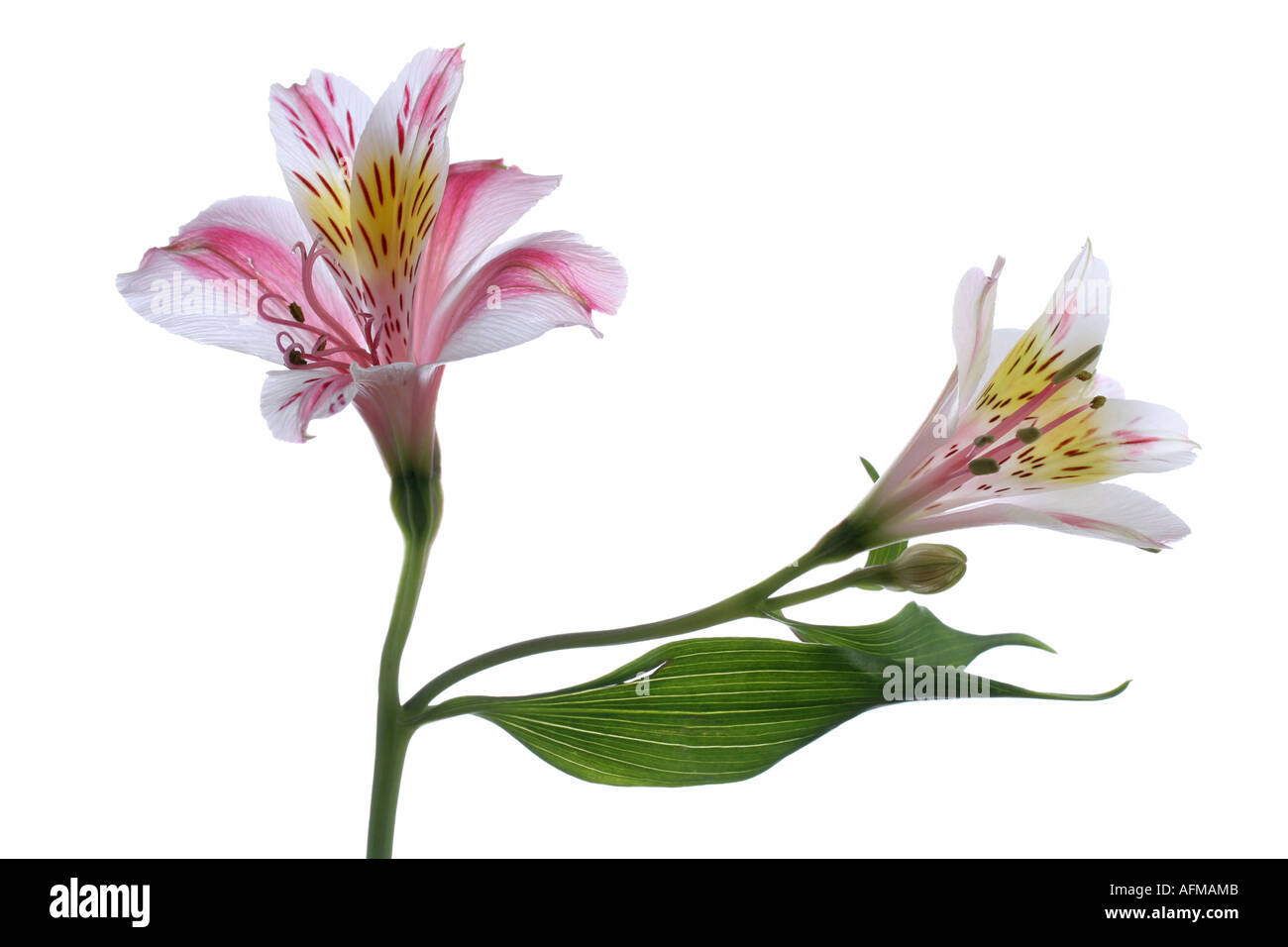 English flower border plant Cut Out Stock Images & Pictures - Alamy