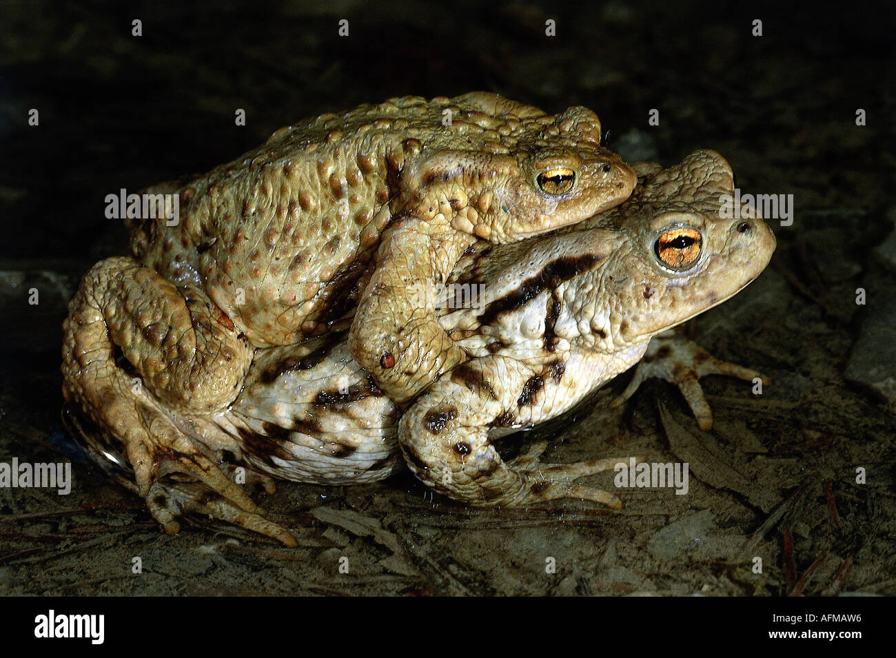 zoology / animals, amphibia, Bufonidae, Common Toad (Bufo bufo ...
