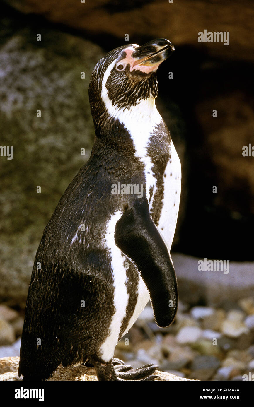 zoology / animals, avian / bird, Spheniscidae, Humboldt Penguin ...