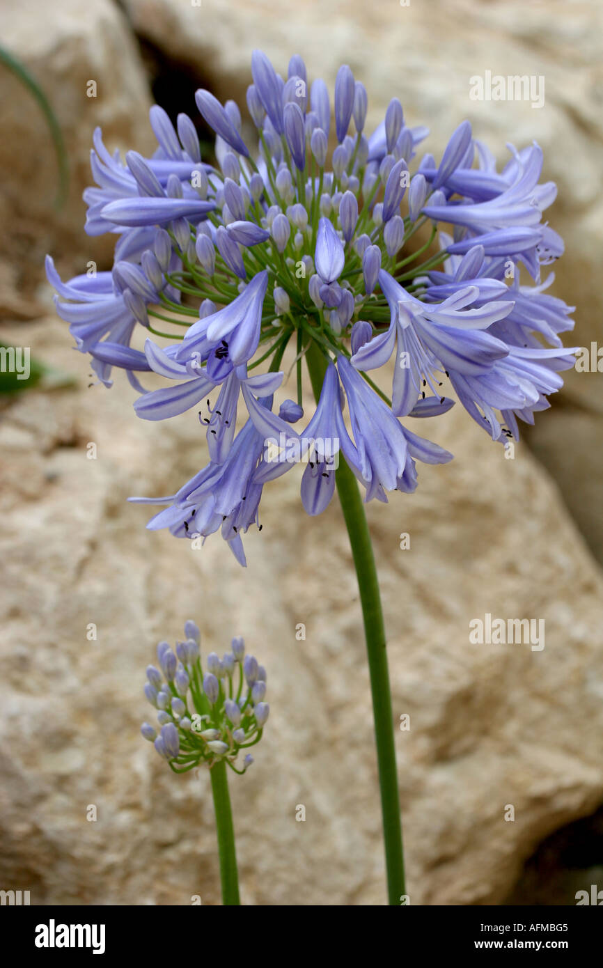 Agapanthus campanulatus hi-res stock photography and images - Alamy
