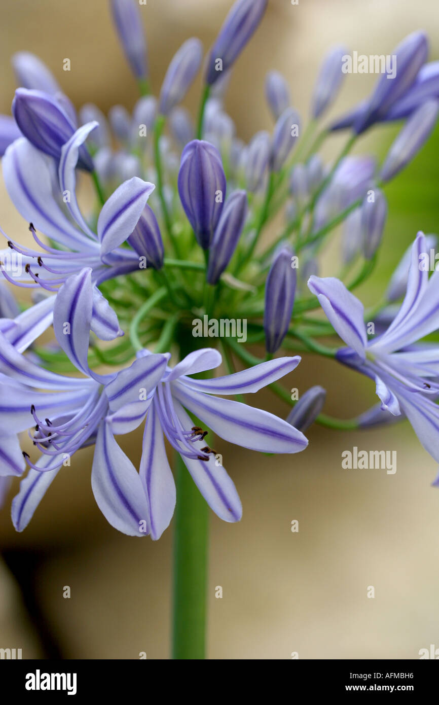 Agapanthus campanulatus hi-res stock photography and images - Alamy