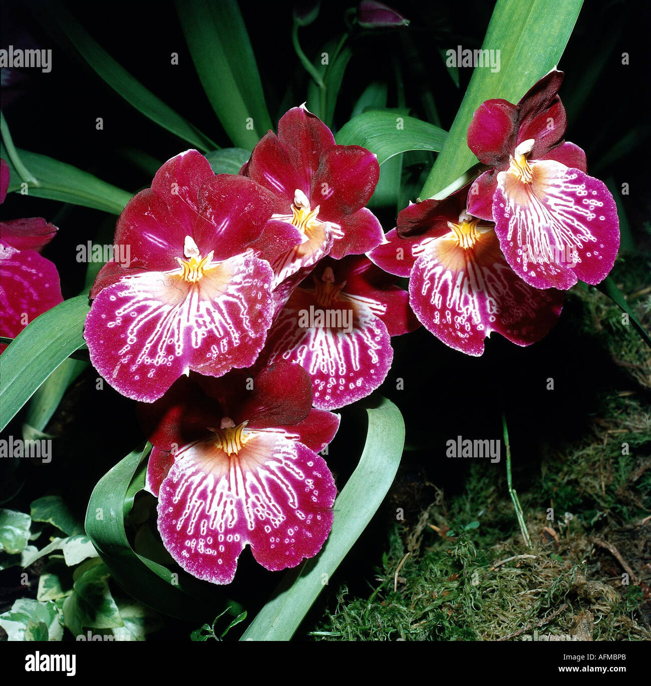 botany, Miltonia, species, Miltonia Celle, flowers, flower, orchid ...