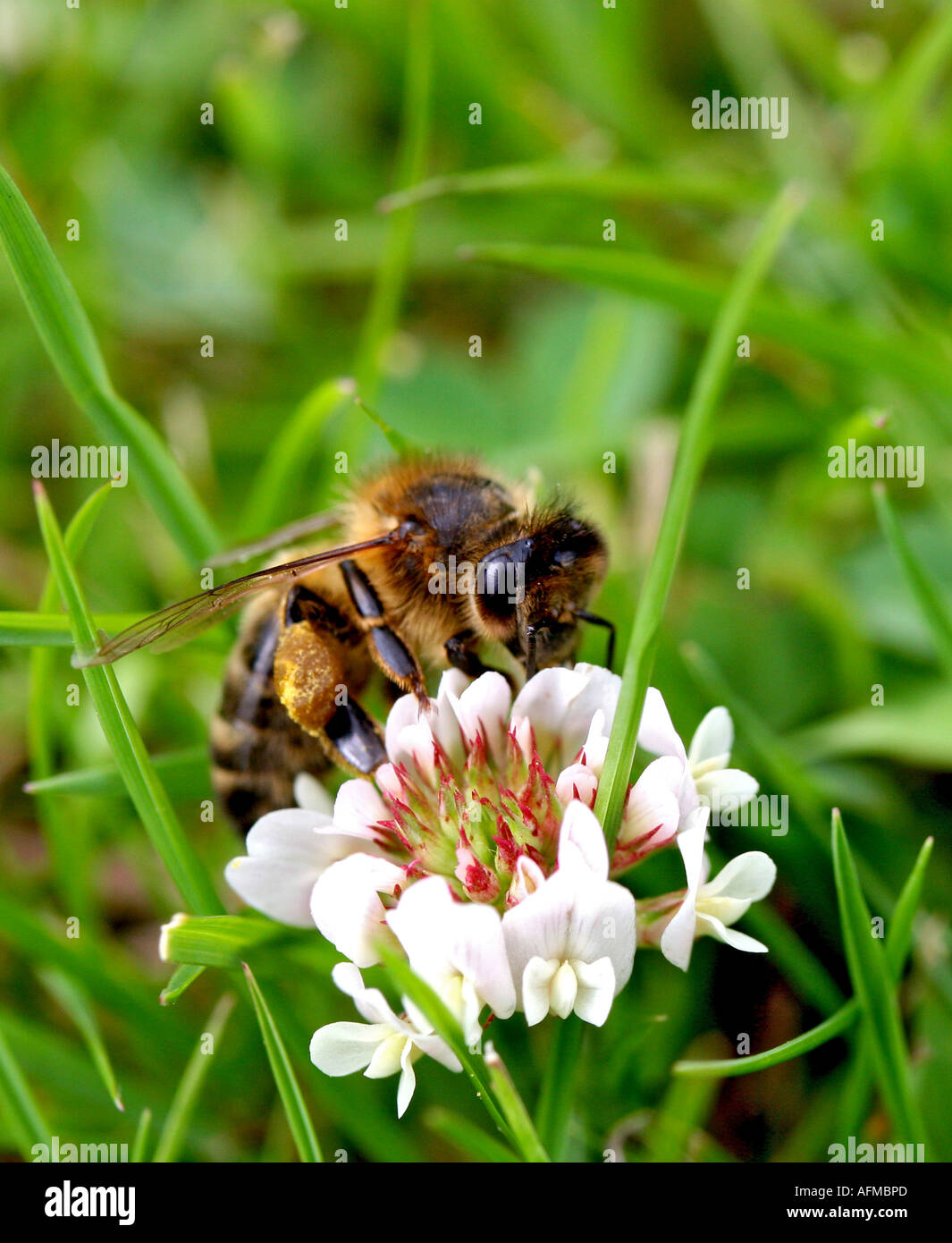 Bumble bee gathering pollen from a clover flower Stock Photo - Alamy