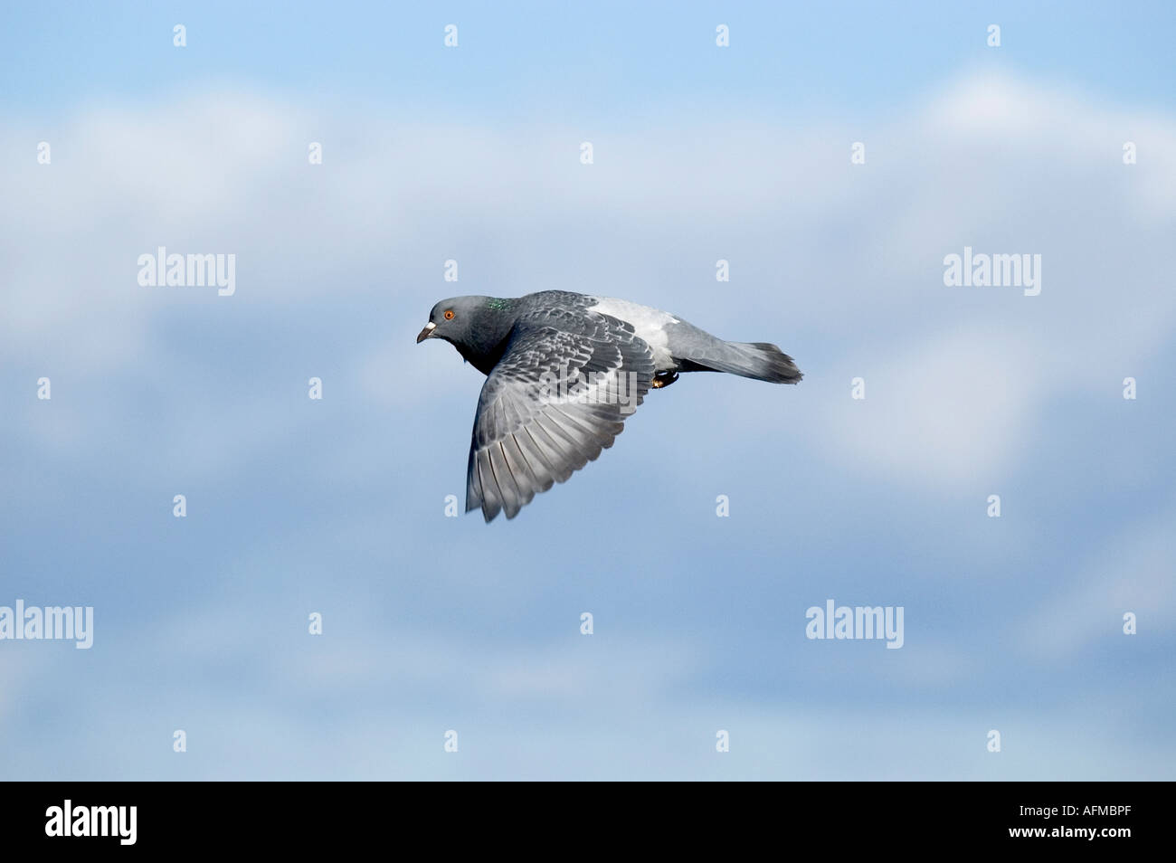 Feral rock pigeon in flight hi-res stock photography and images - Alamy
