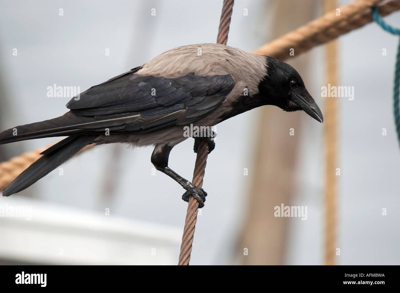 Hooded Crow Corvus cornix on a fishing boat Stock Photo - Alamy
