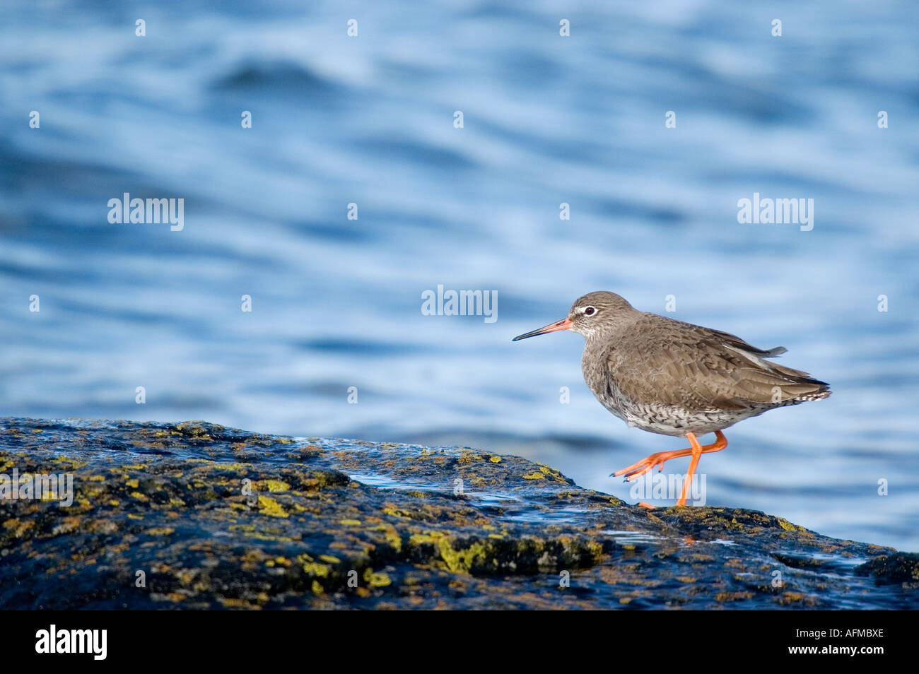 Redshank Tringa totanus Troon Stock Photo - Alamy