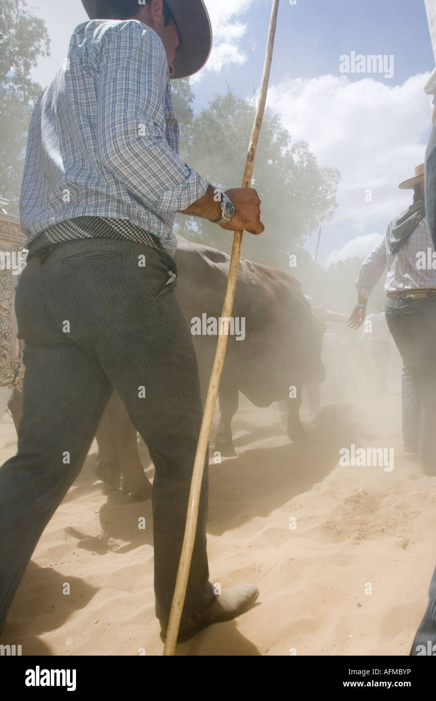 The oxherds driving oxen through dust clouds, El Rocio pilgrimage Stock ...