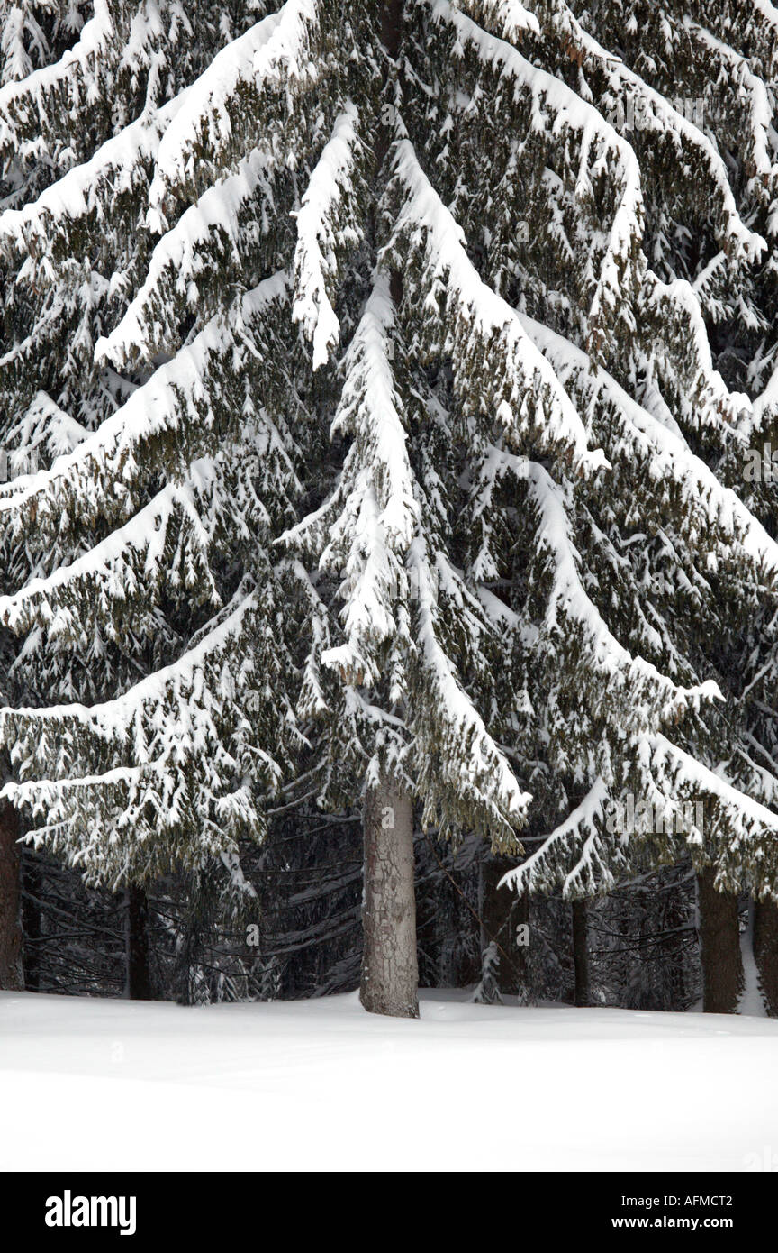 Conifer trees hi-res stock photography and images - Alamy