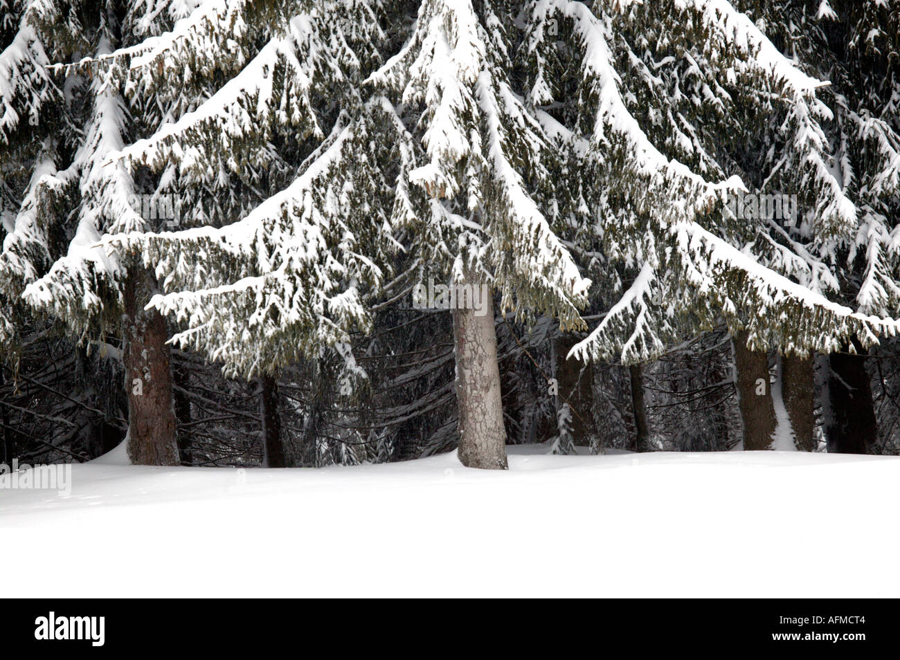 Conifer trees hi-res stock photography and images - Alamy