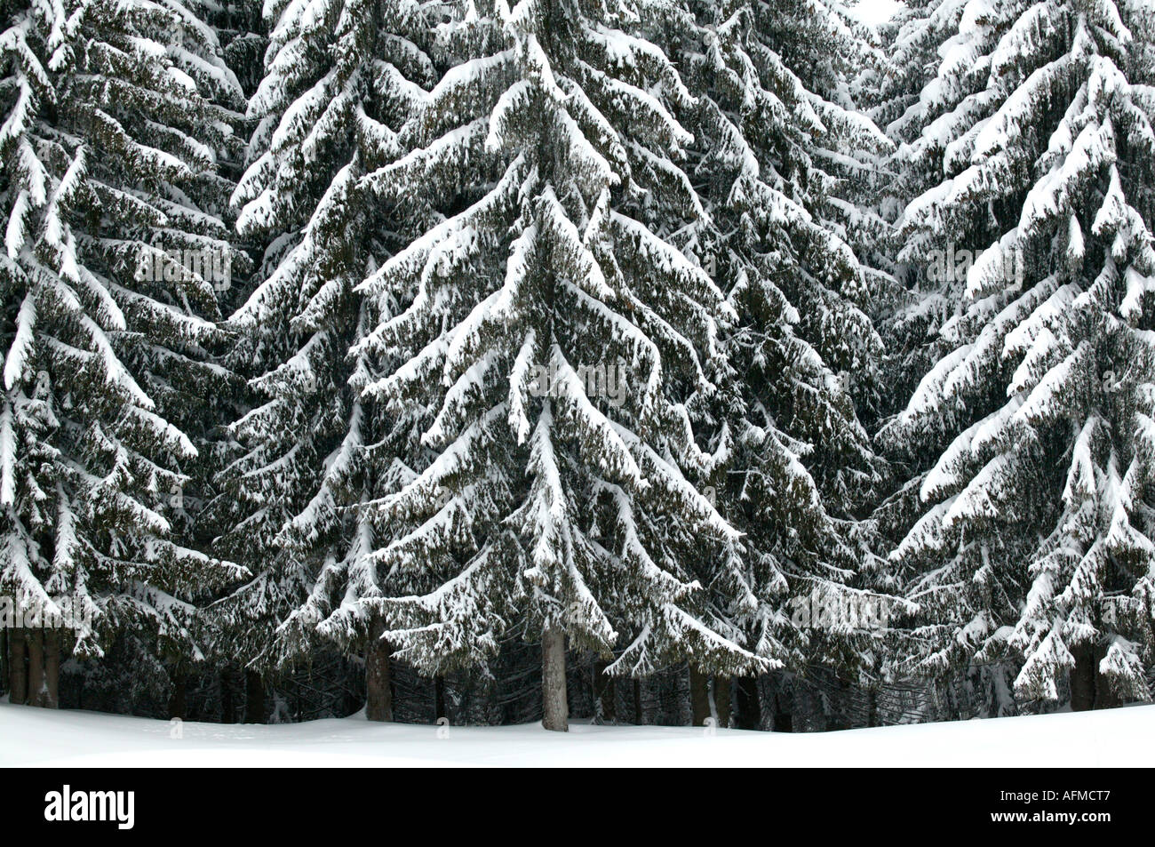 Conifer trees hi-res stock photography and images - Alamy