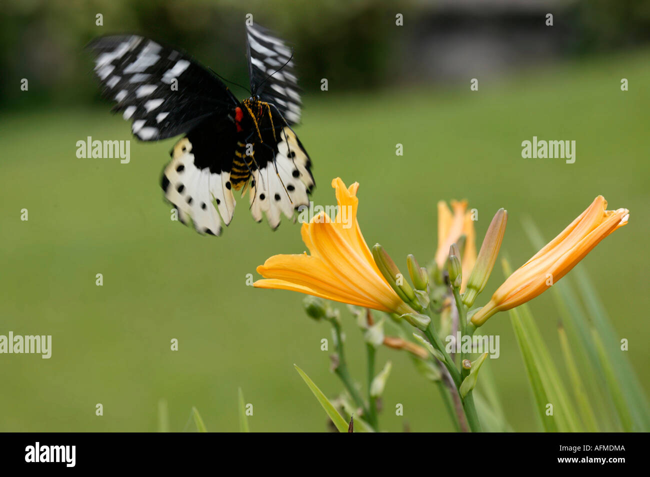 A batwing butterfly Ambua Lodge Tari region Southern Highlands Papua ...