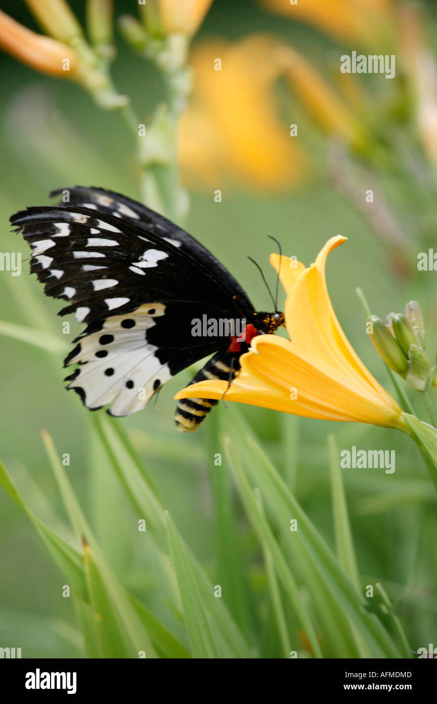 Tari region hi-res stock photography and images - Alamy