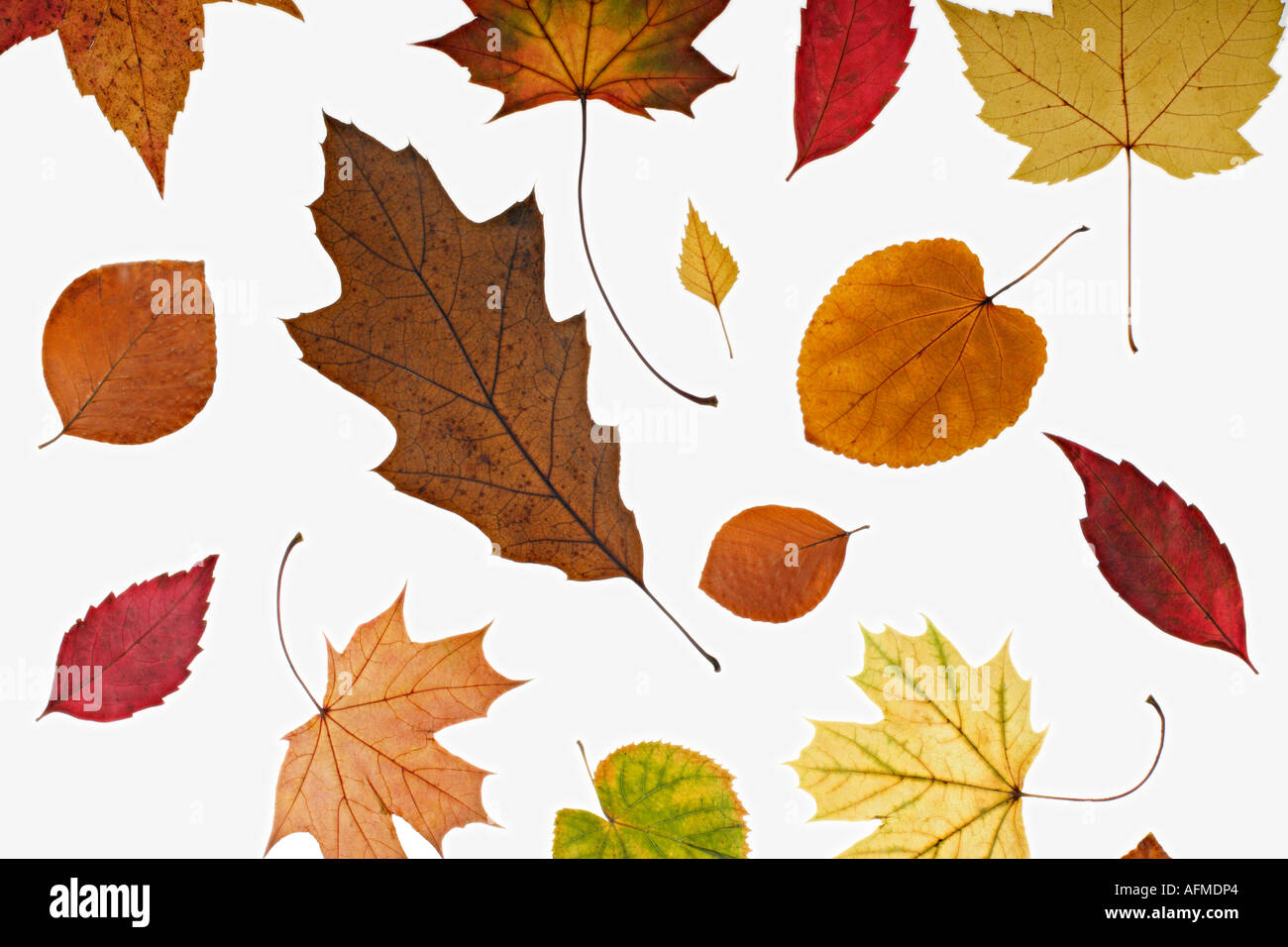 Fall leaves white background nobody Cut Out Stock Images & Pictures - Alamy
