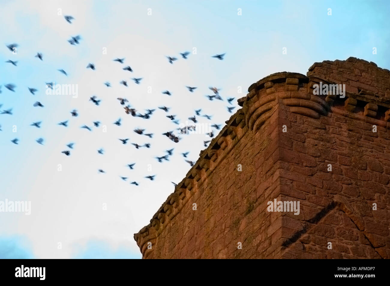 Pigeons flying in to roost on the ruin of a Scottish castle in the ...