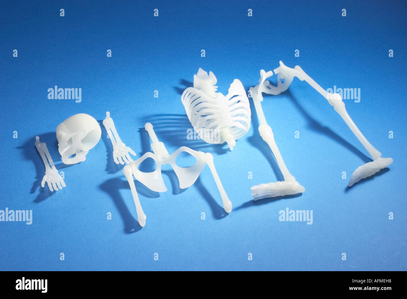 Forensic anthropology skeleton hi-res stock photography and images - Alamy