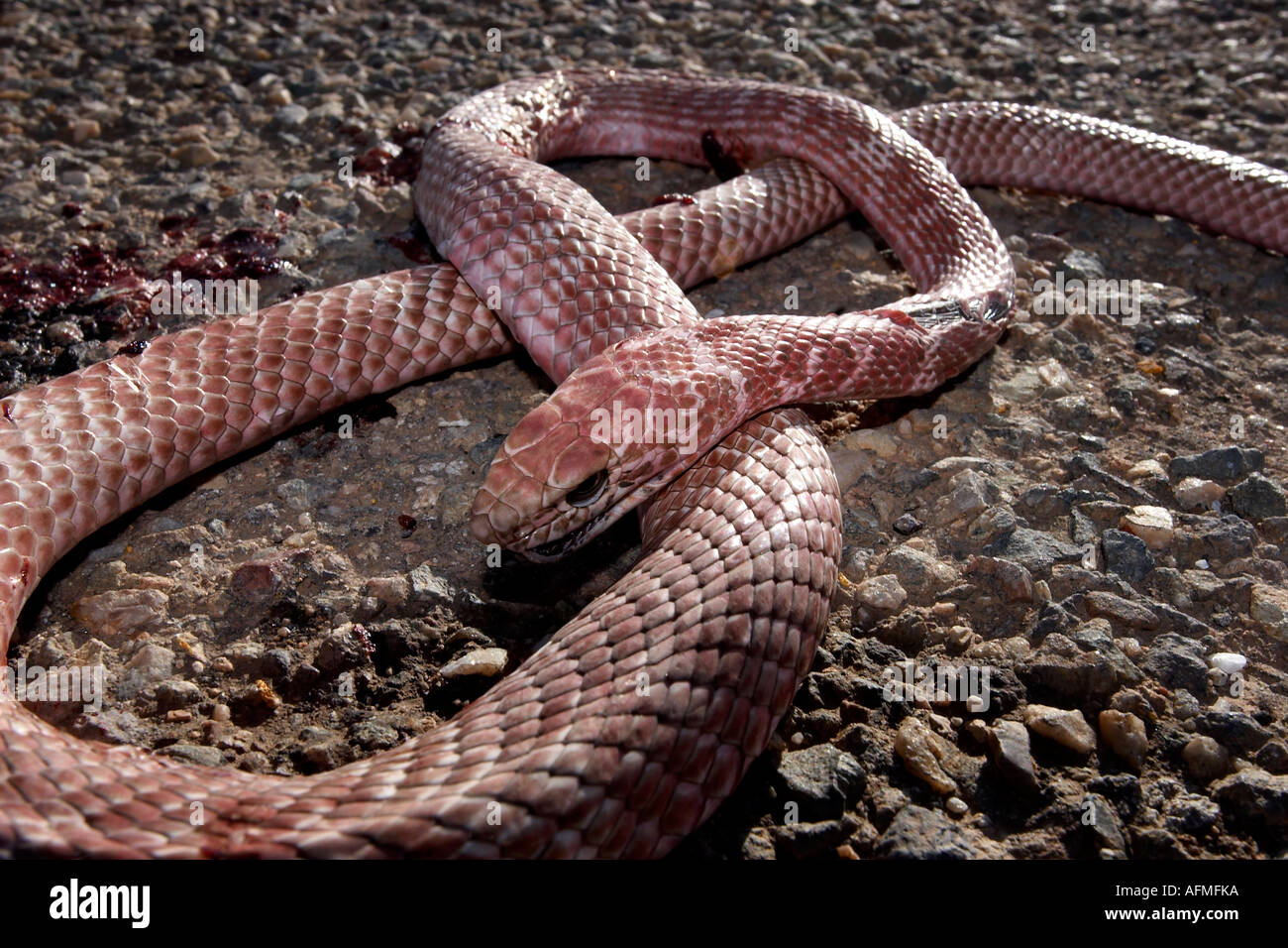 Dead snake hi-res stock photography and images - Alamy