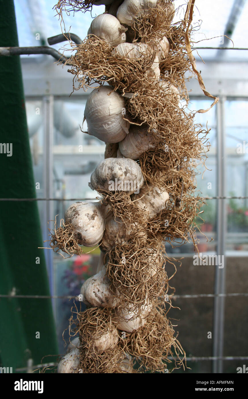 A String of Garlic Bulbs Drying in a Greenhouse Stock Photo - Alamy