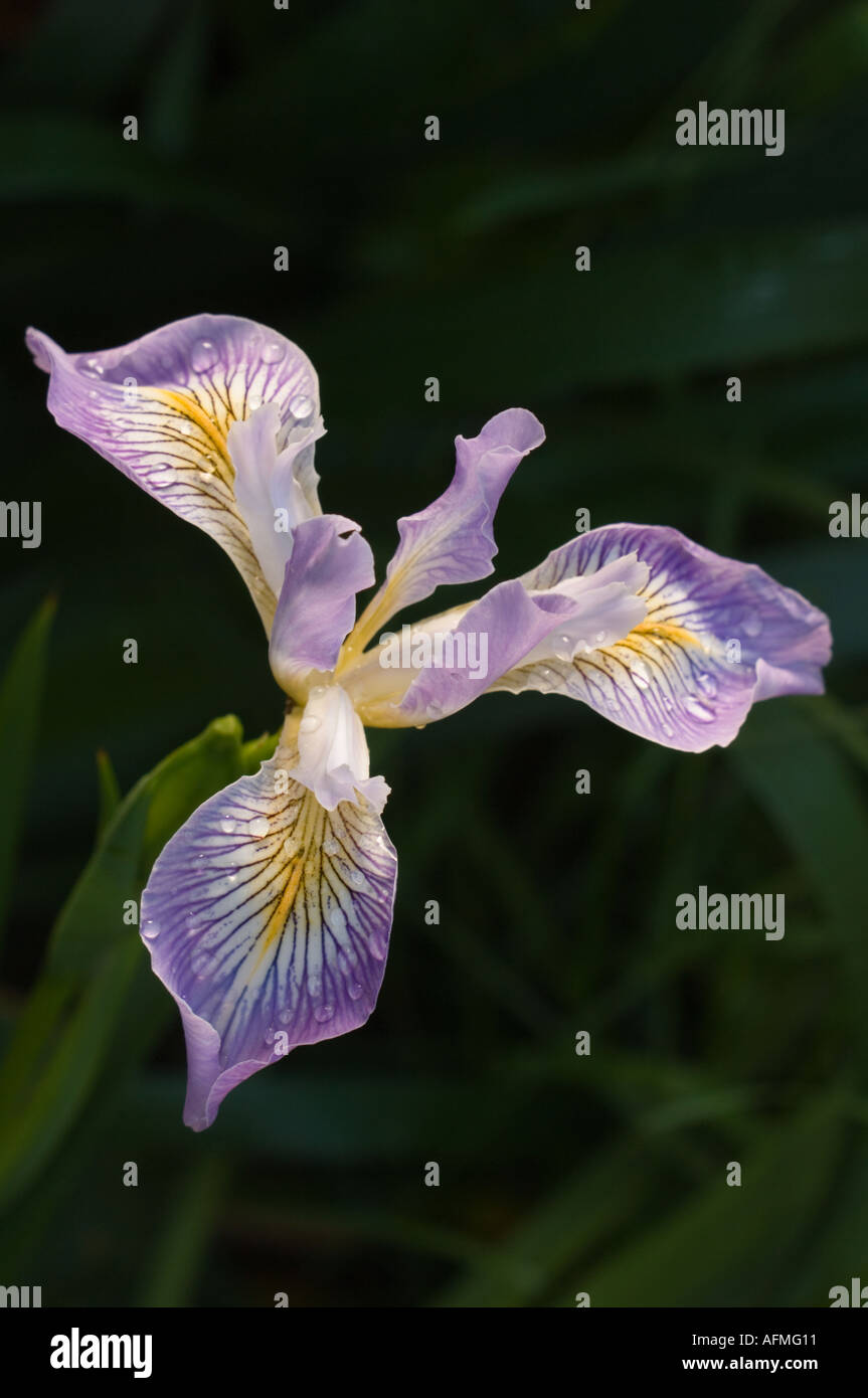 Oregon state flower hi-res stock photography and images - Alamy