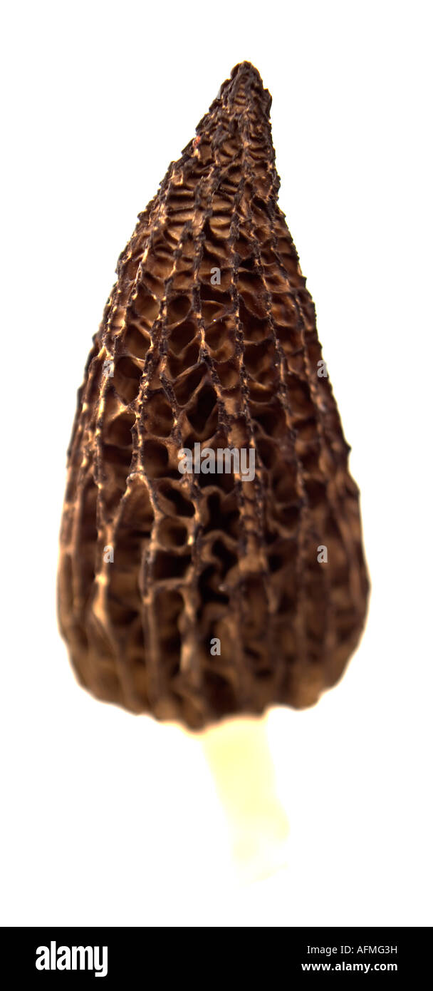 Morrel High Resolution Stock Photography and Images - Alamy