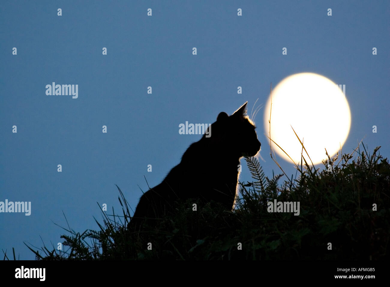 The cat and the moon hi-res stock photography and images - Alamy